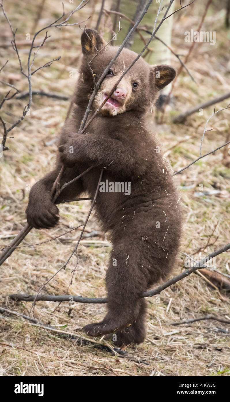 Black bear cub in the wilderness Stock Photo - Alamy