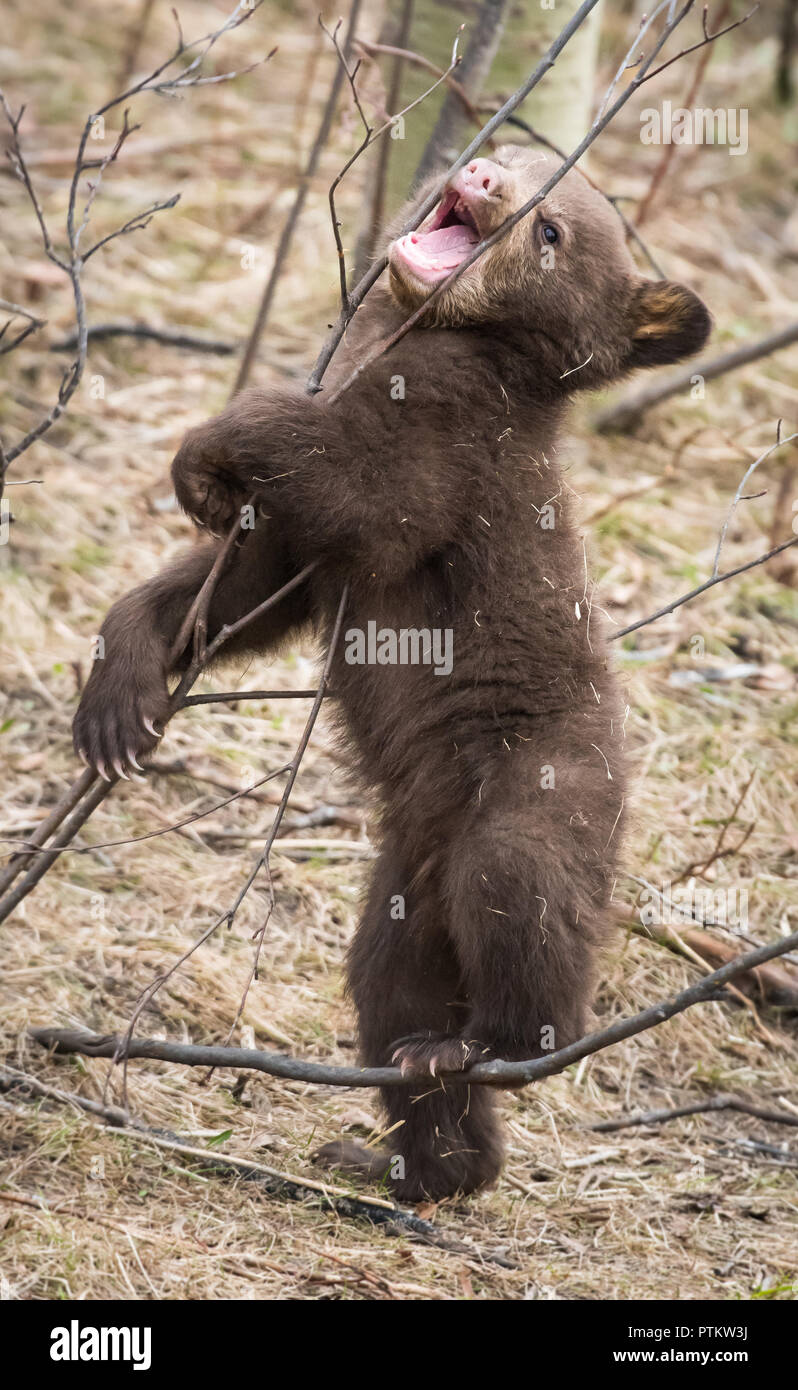 Black bear cub in the wilderness Stock Photo - Alamy