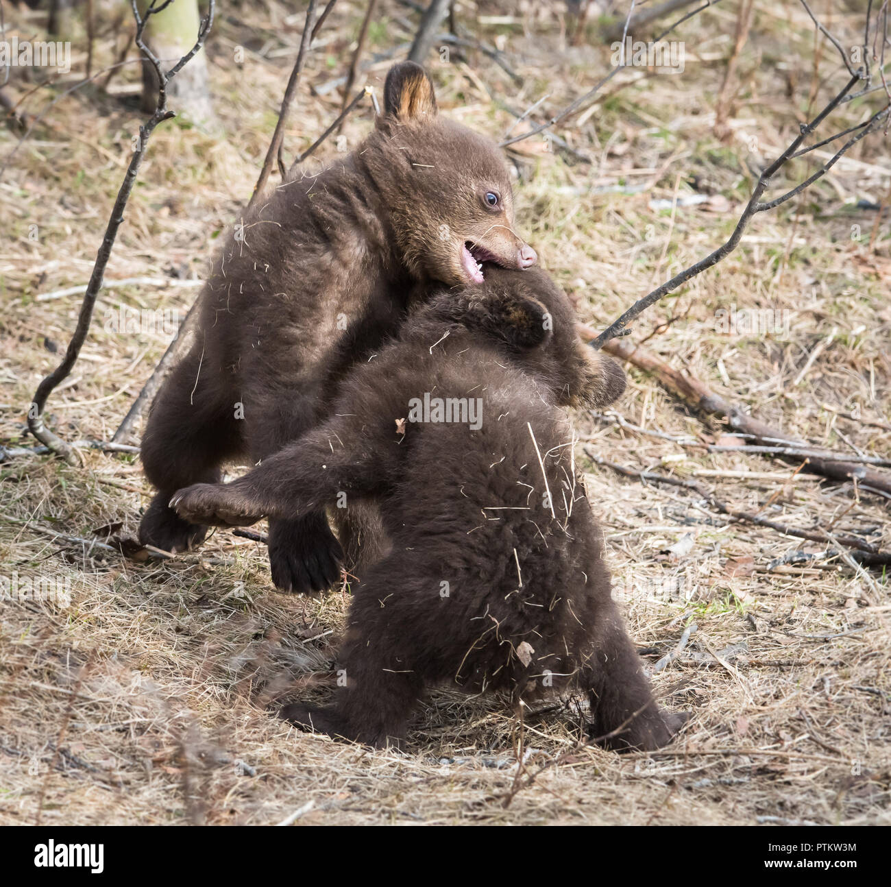 Black bear cub in the wilderness Stock Photo - Alamy