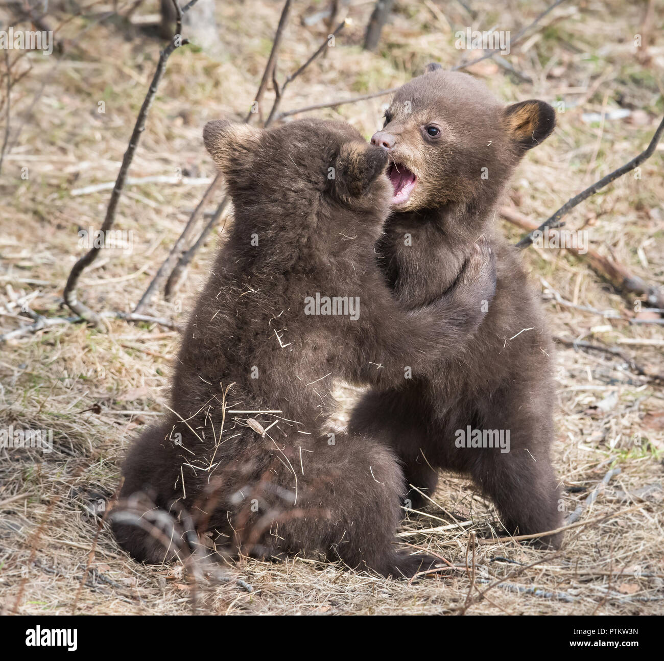 Black bear cub in the wilderness Stock Photo - Alamy