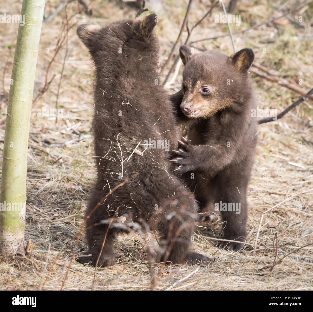 Black bear cub in the wilderness Stock Photo - Alamy