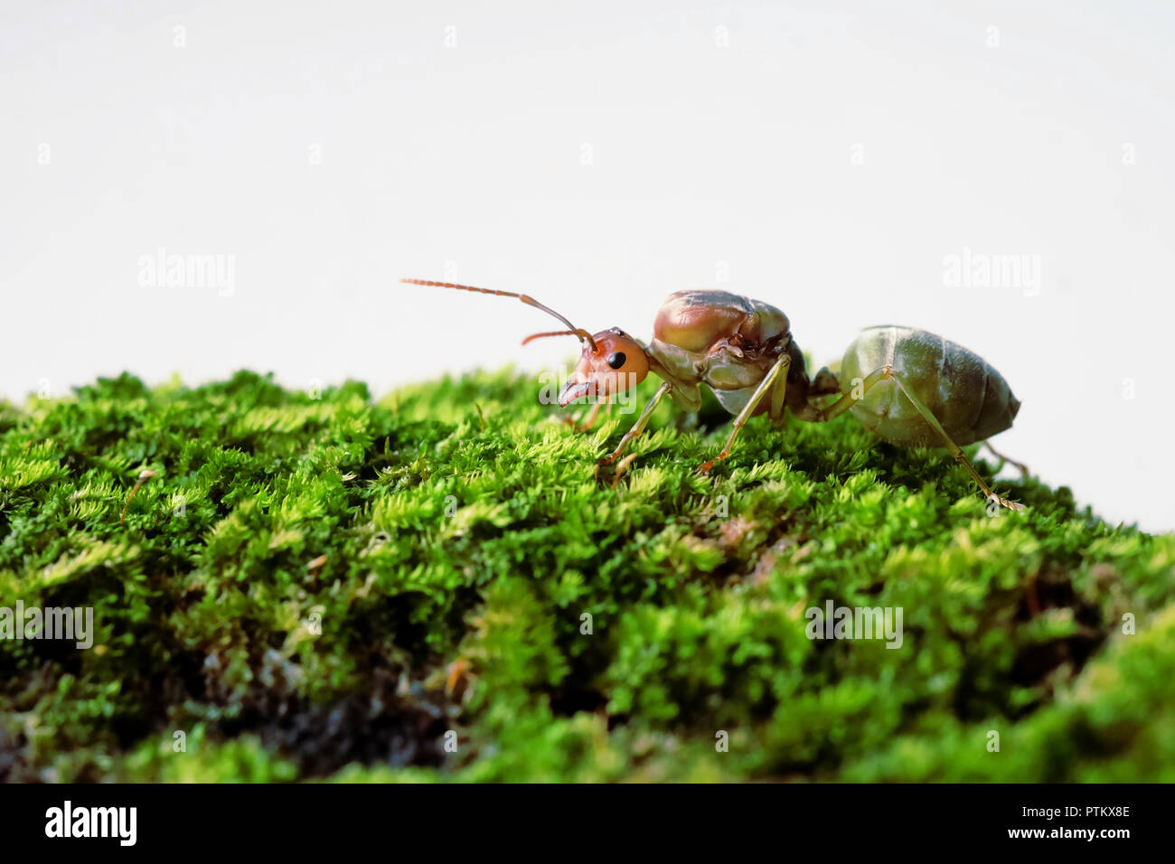 Queen ant hi-res stock photography and images - Alamy