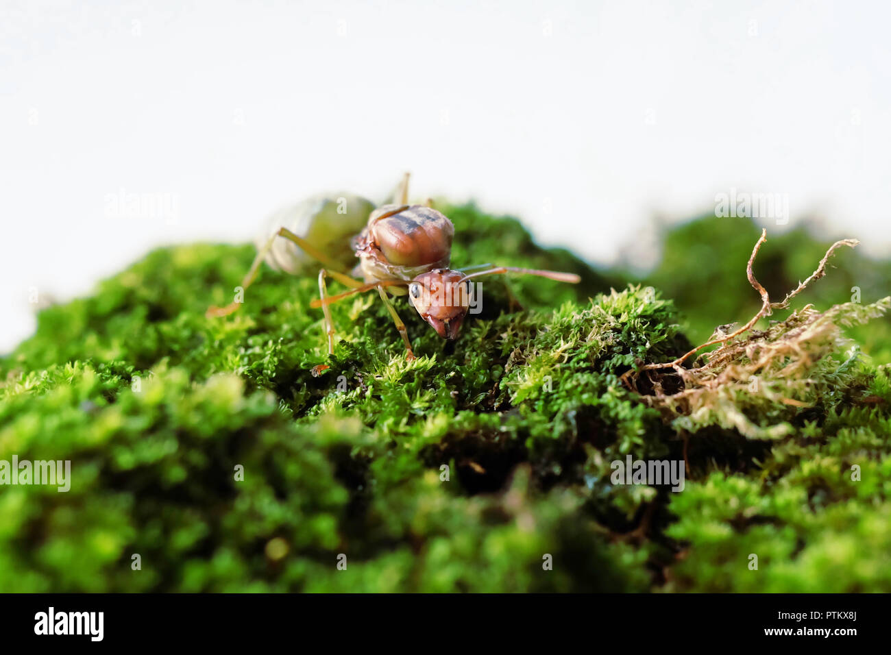 Queen ant hi-res stock photography and images - Alamy