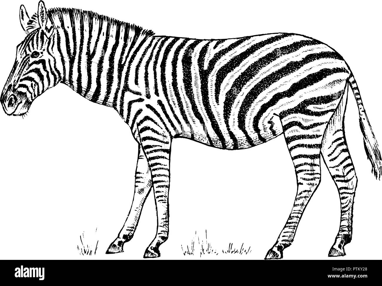 Classic fauna illustration Black and White Stock Photos & Images - Alamy