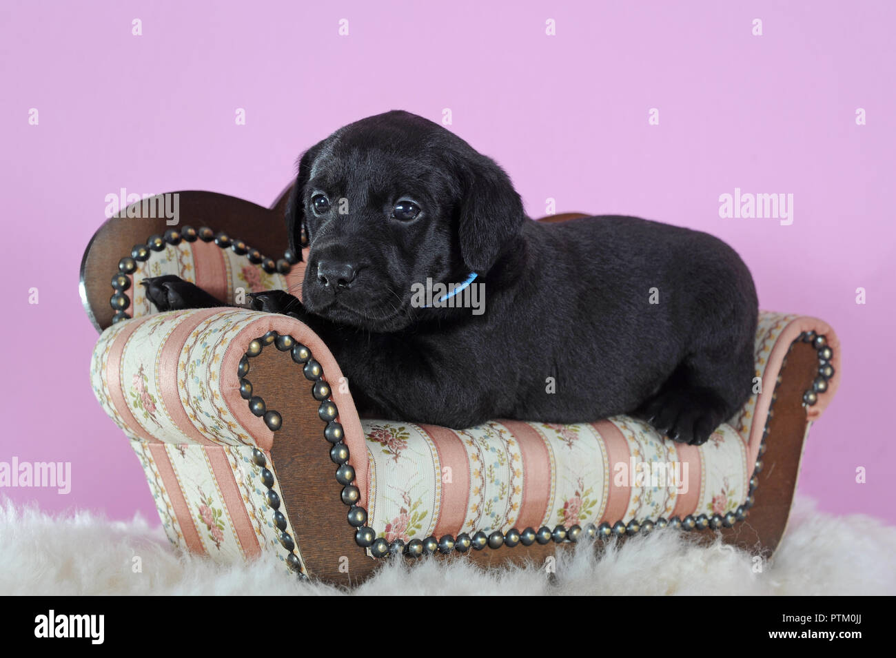 Black Labrador Puppies 4 Weeks