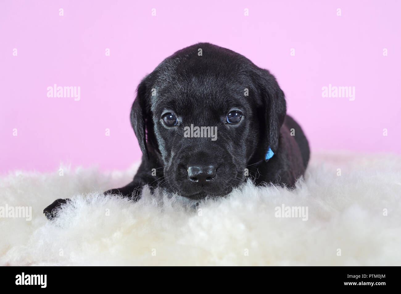 Black Labrador Puppies 4 Weeks