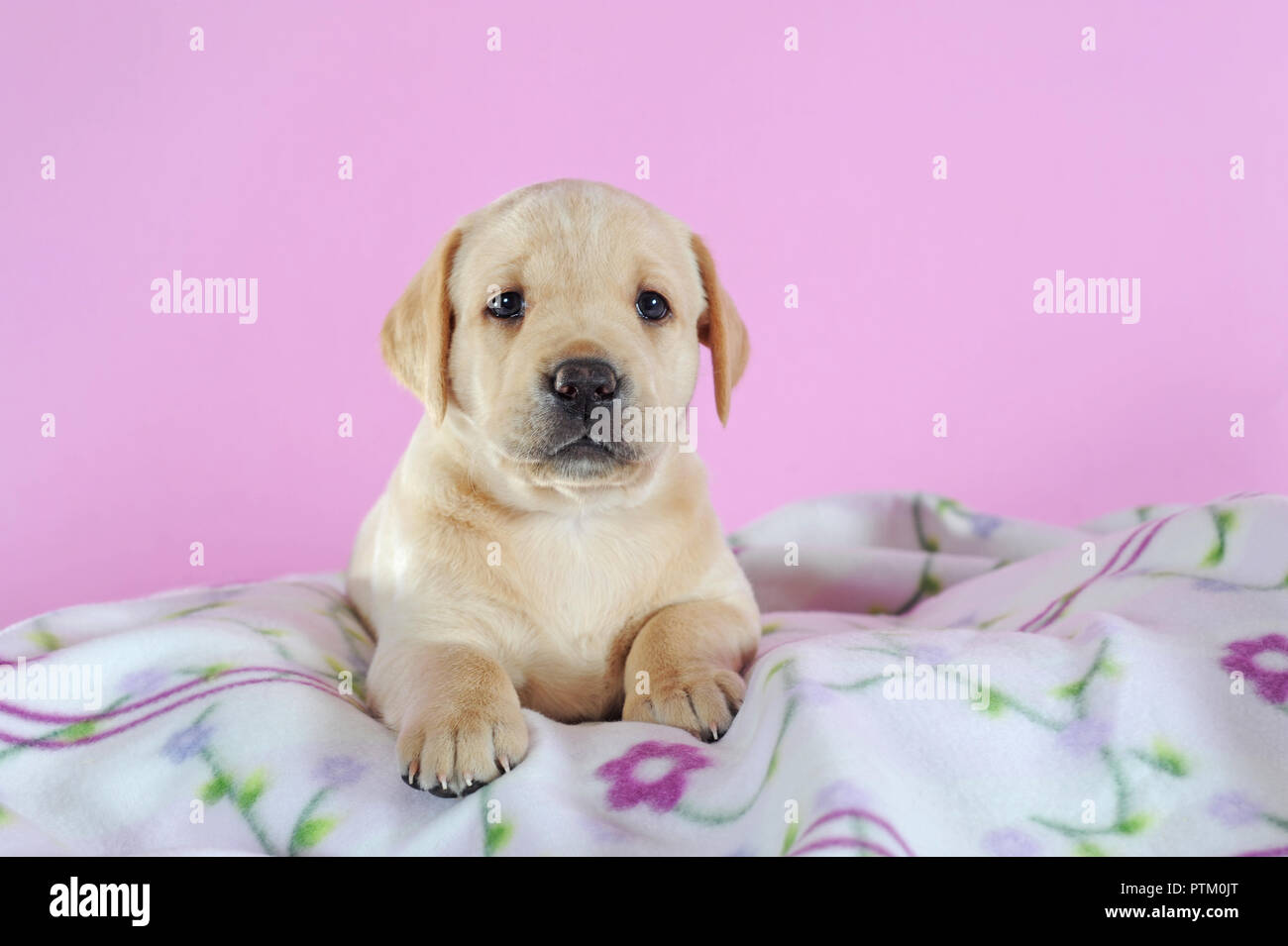 Yellow Baby Blanket High Resolution Stock Photography and Images - Alamy