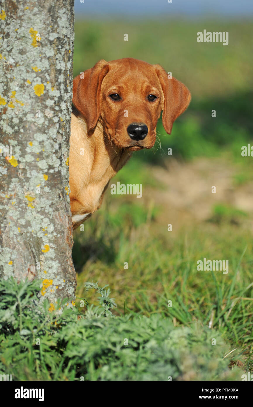 Labrador retriever behind hi-res stock photography and images - Alamy