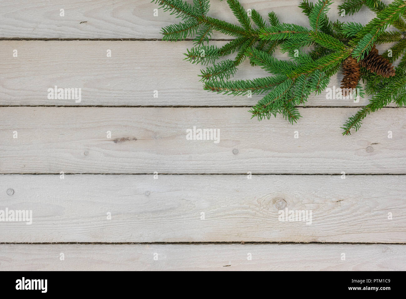 A border of spruce boughs in the upper right corner with spruce pine ...
