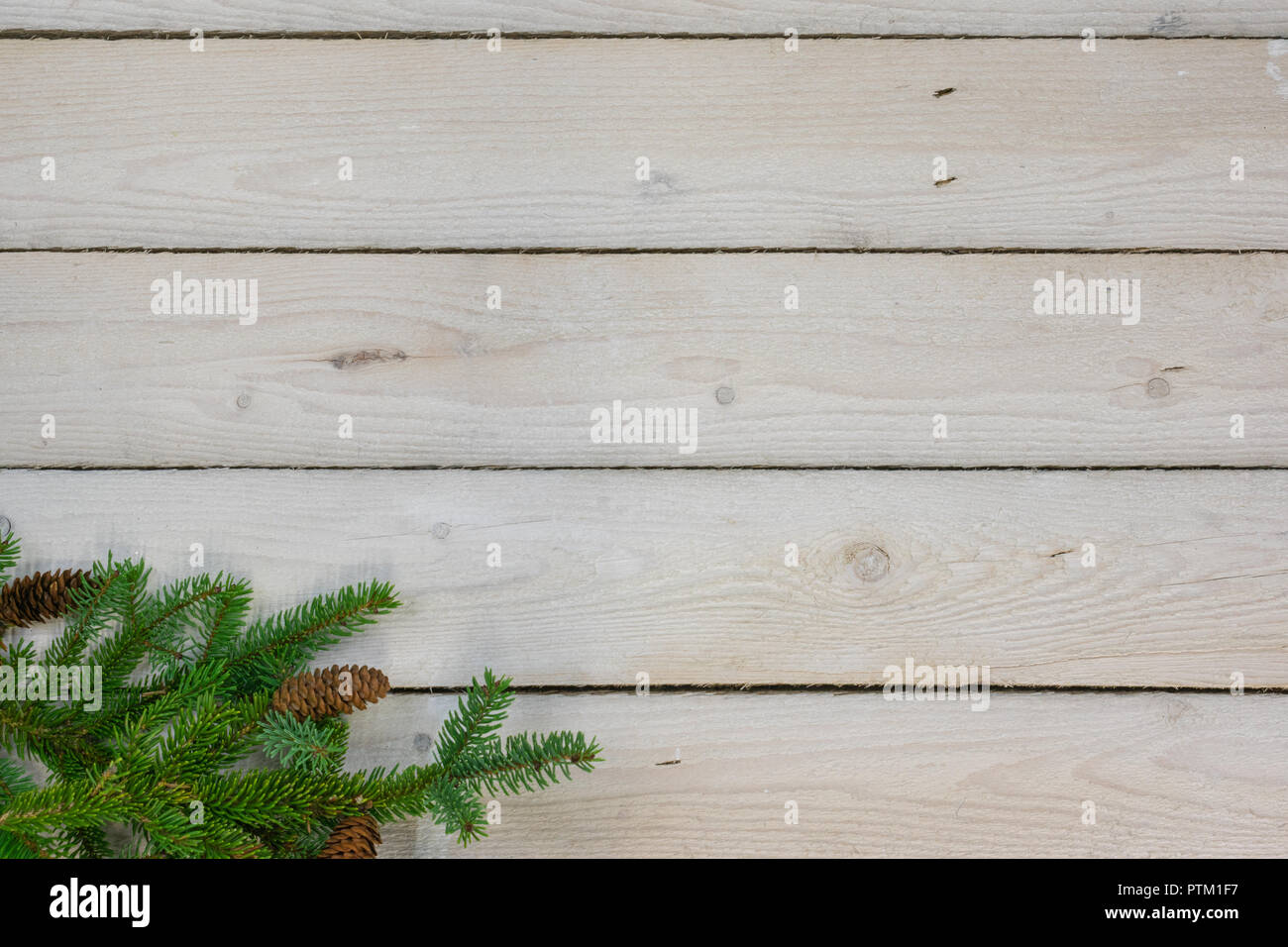 Spruce boughs in the lower left corner and spruce pine cones on a ...