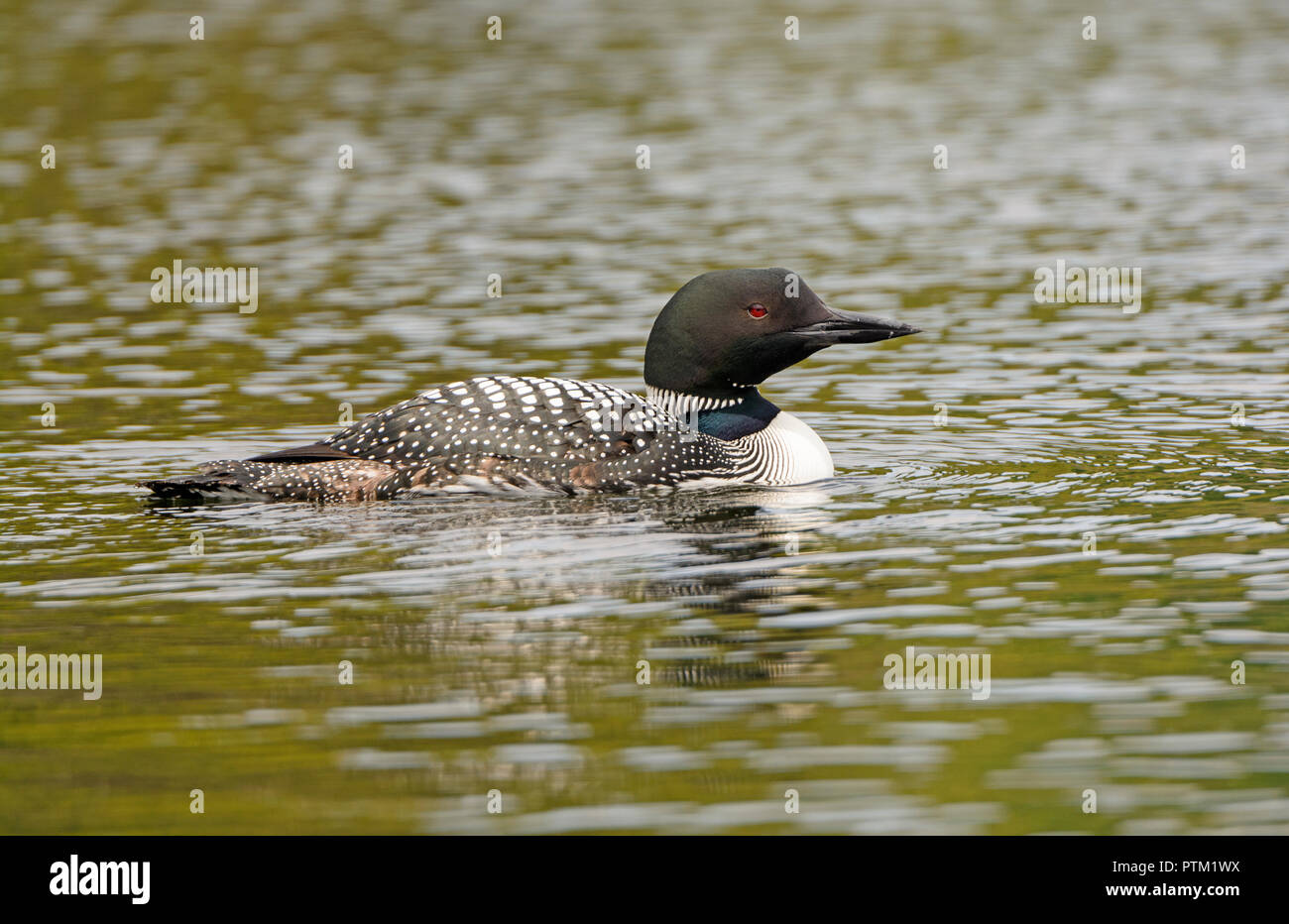 Common Loon on a Crooked Lake in the Sylvania Wilderness in Northern ...