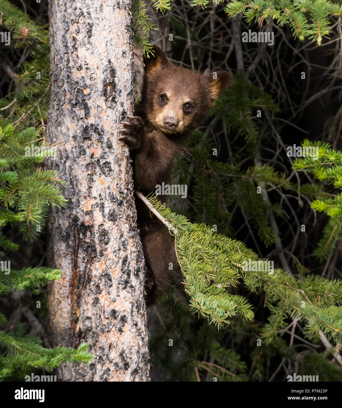 Black bear cub in a tree Stock Photo - Alamy