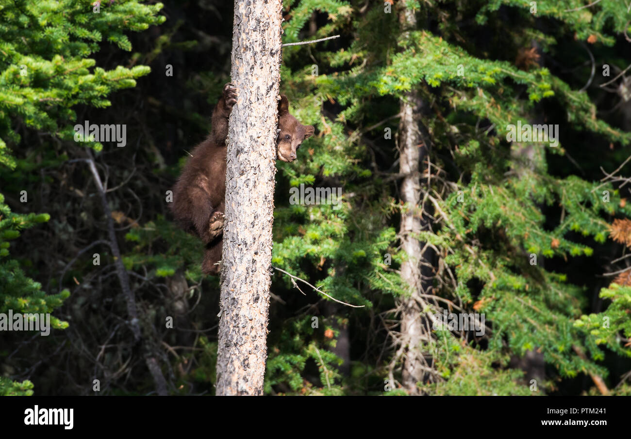 Black bear cub in a tree Stock Photo - Alamy