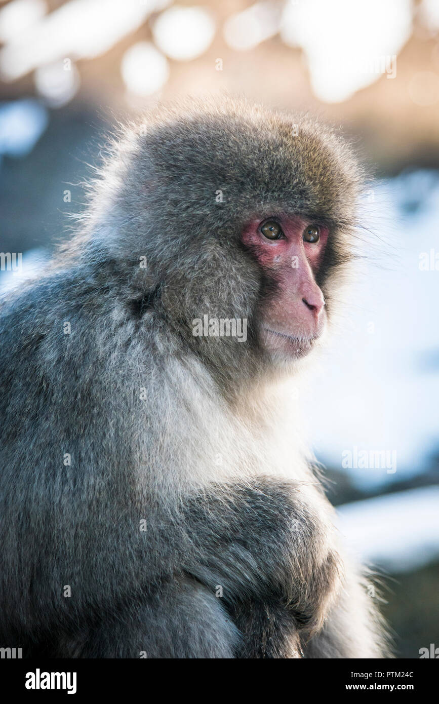 Snow Monkeys of Japan at the Jigokudani Onsen Stock Photo - Alamy