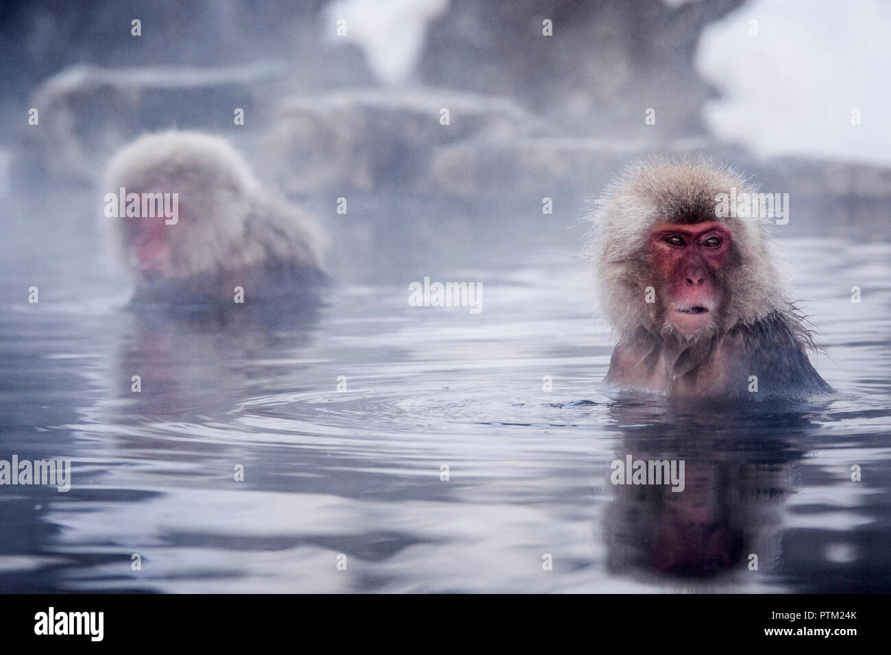 Snow Monkeys of Japan at the Jigokudani Onsen Stock Photo - Alamy