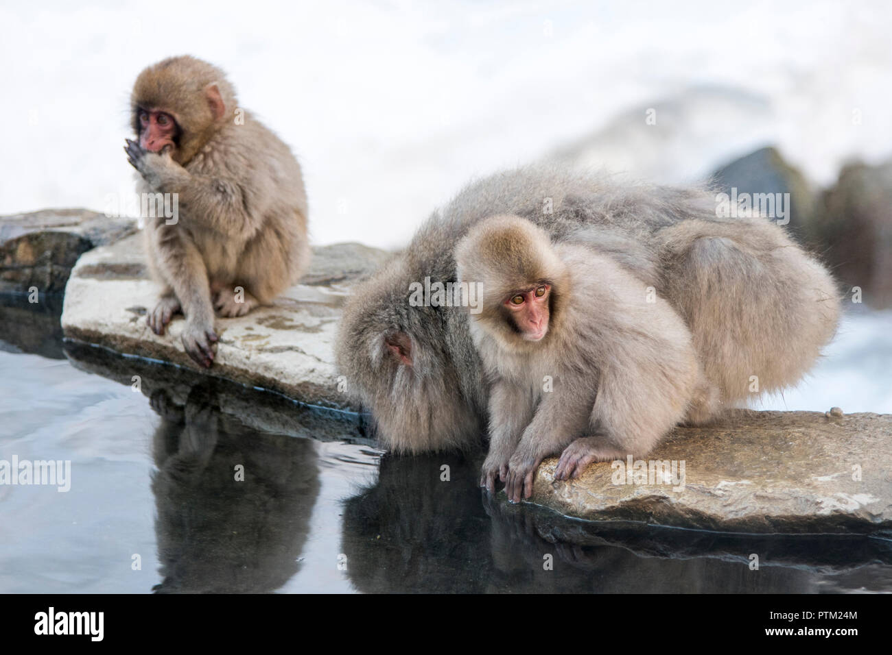 Nagano, japan onsen springs hi-res stock photography and images - Alamy