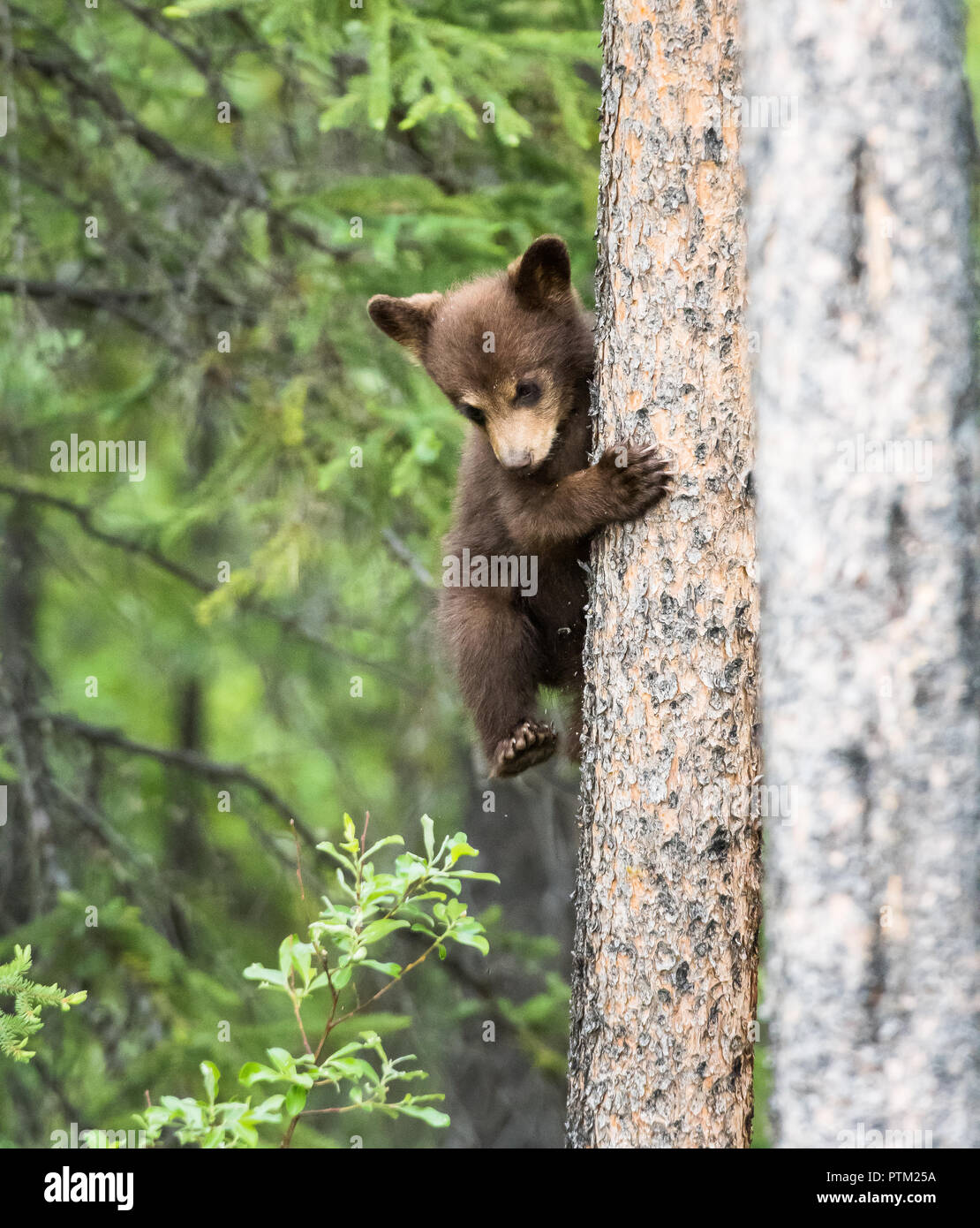 Black bear cub in a tree Stock Photo - Alamy