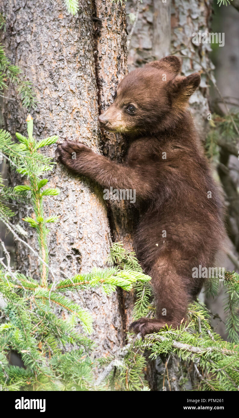 Black bear cub in a tree Stock Photo - Alamy