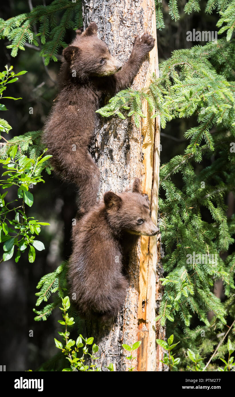 Black bear cub in a tree Stock Photo - Alamy