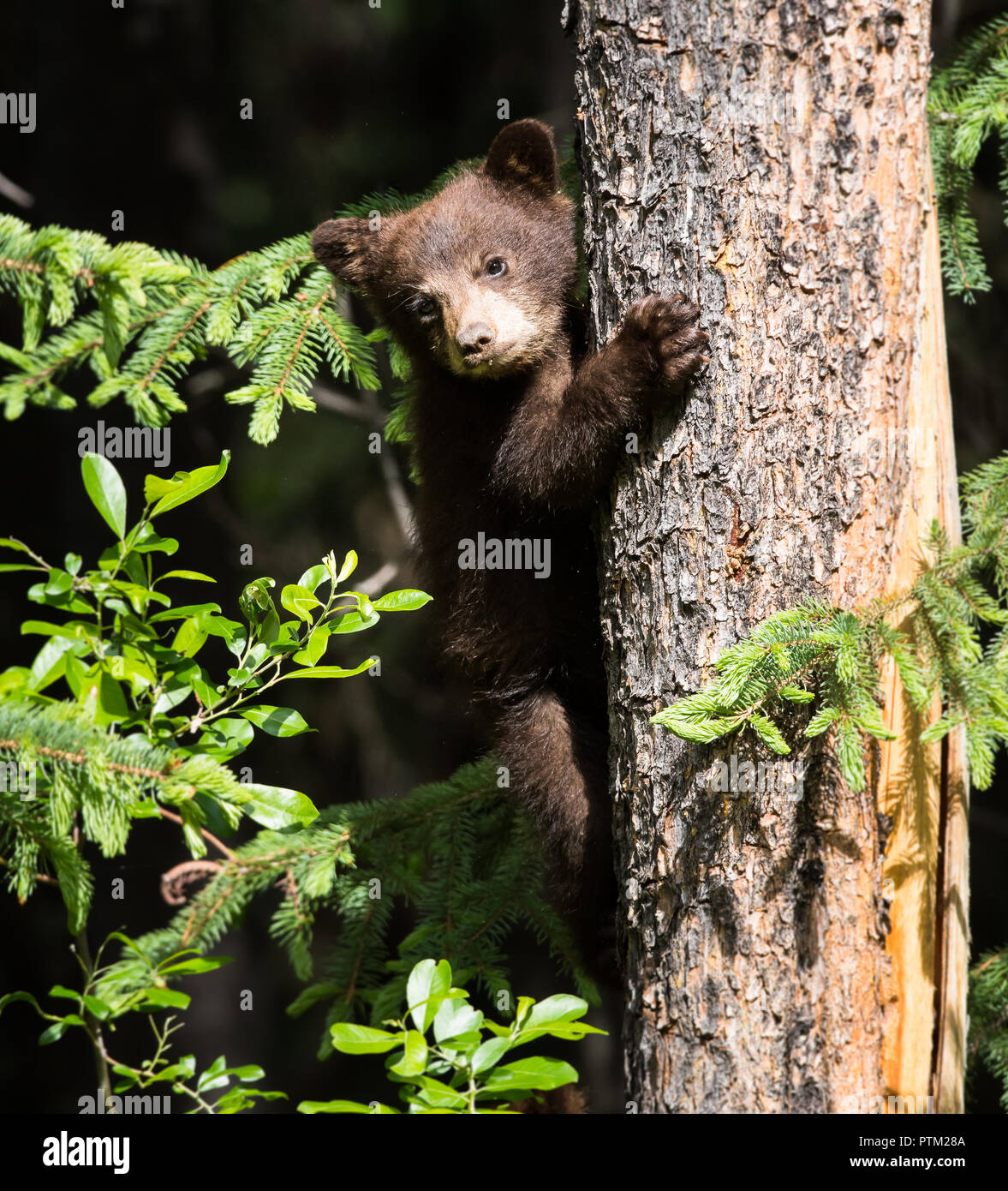 Black bear cub in a tree Stock Photo - Alamy
