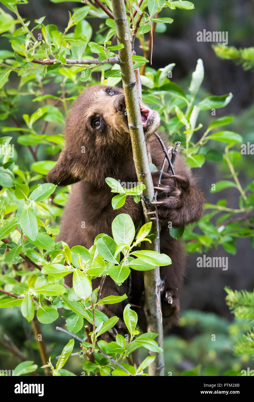 Black bear cub in a tree Stock Photo - Alamy
