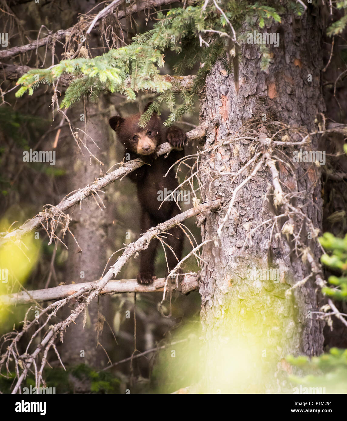 Black bear cub in a tree Stock Photo - Alamy