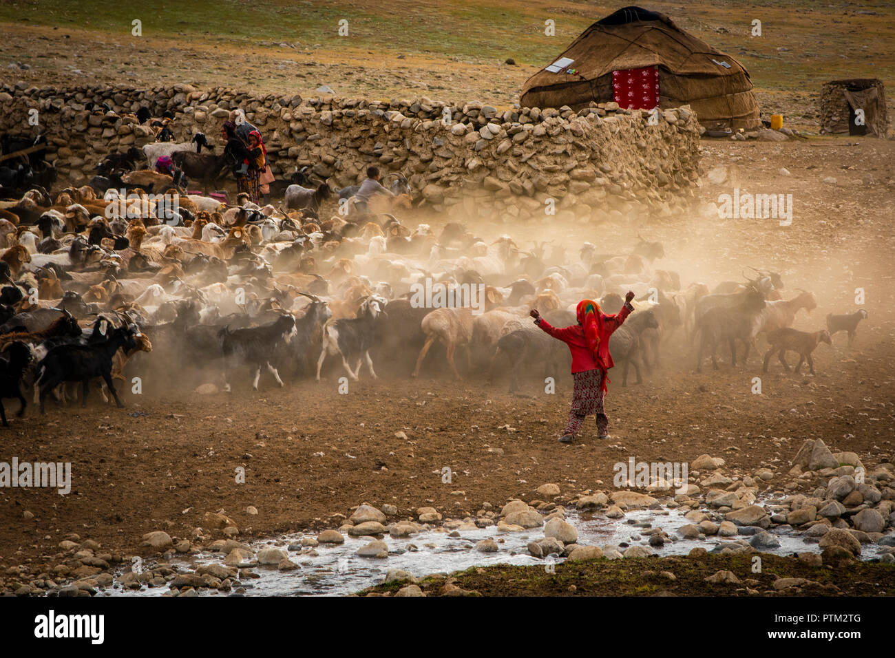 Wakhi girl shepherds her family flock into safety of their village in ...