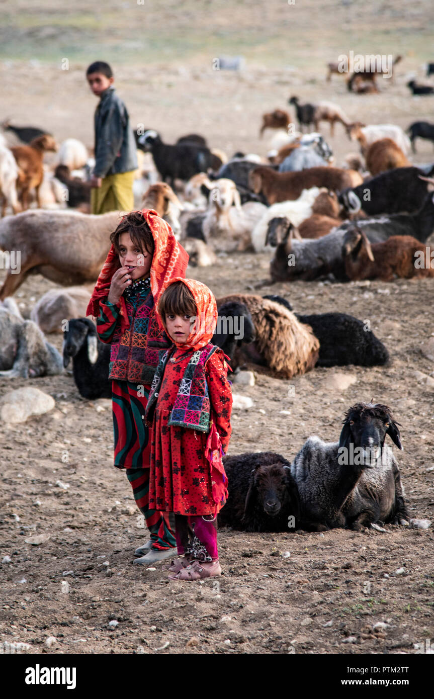 Wakhi children with their flock of animals in a remote settlement in ...