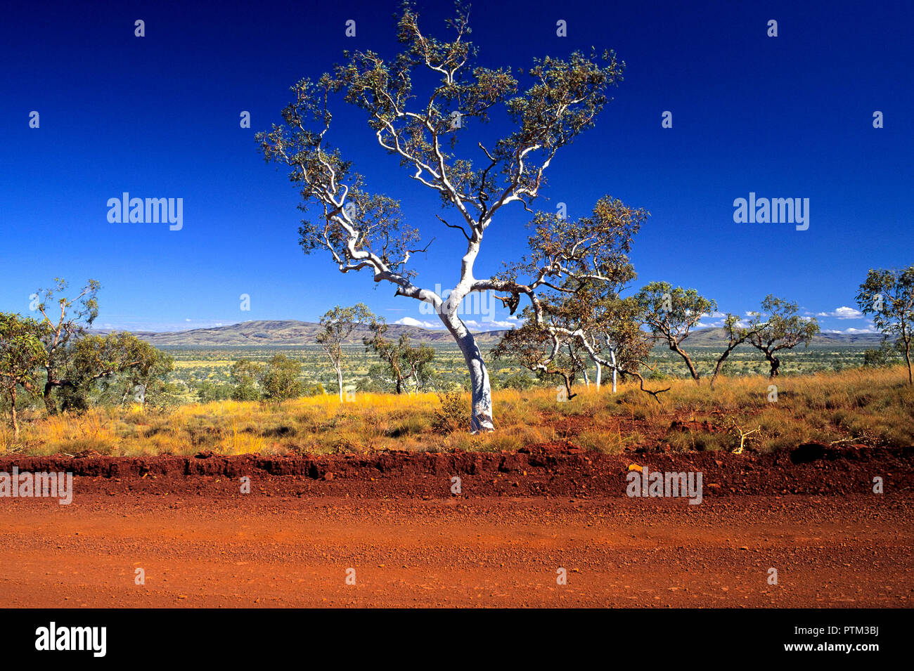 Eucalyptus Gum Tree, Pilbara, Northwest Australia Stock Photo - Alamy