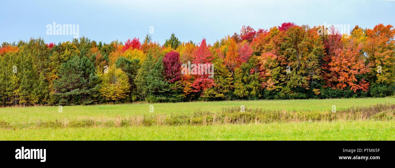 Colorful fall trees in September Stock Photo - Alamy