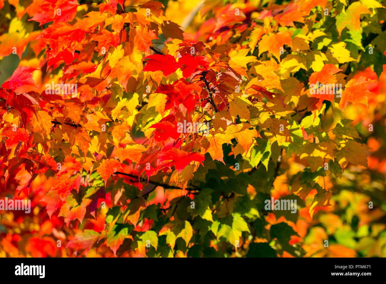 Colorful Maple leaves turning in October Stock Photo - Alamy