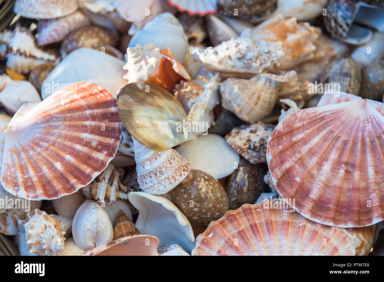 British columbia canada close up shells hi-res stock photography and ...
