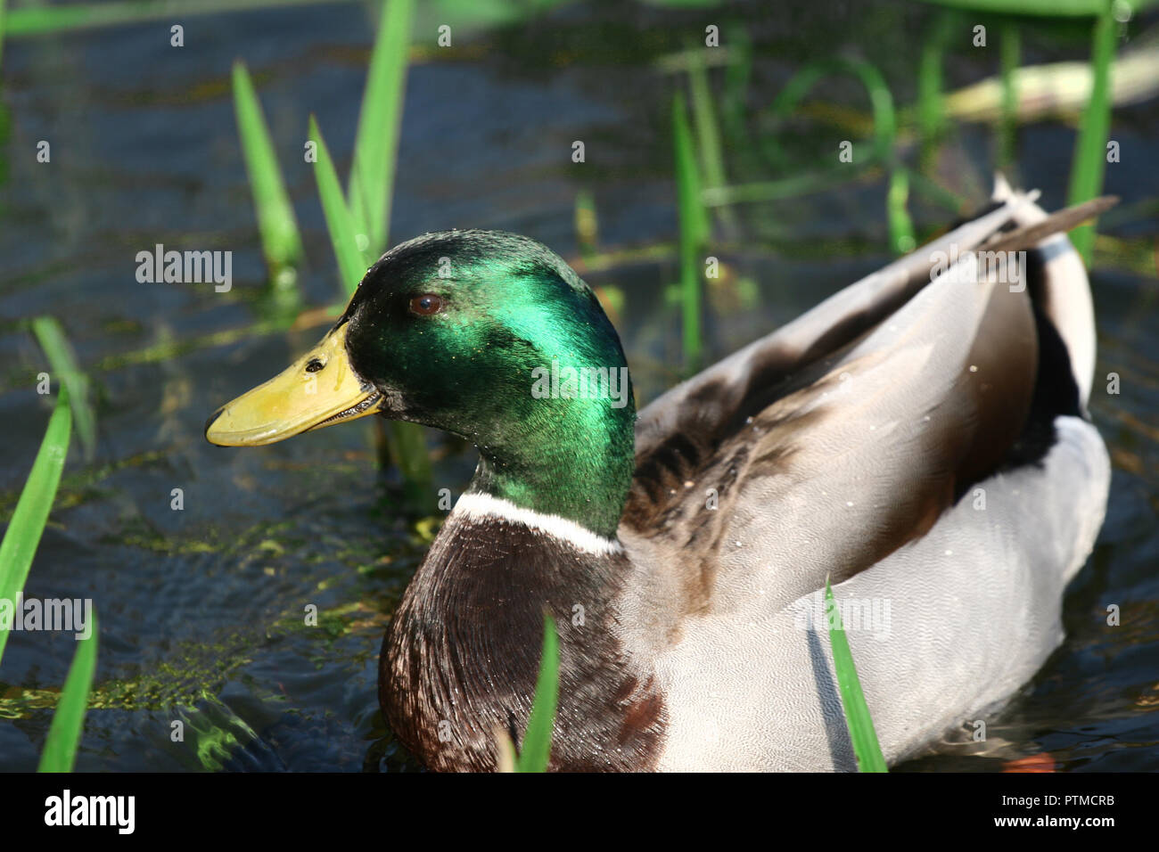 duck in a lake in denmark in the sun Stock Photo - Alamy