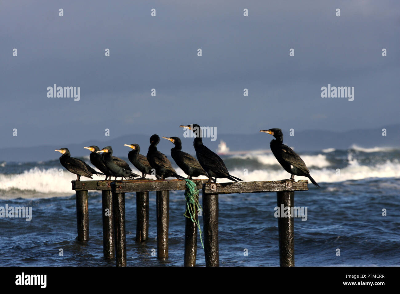Seafowl sea birds hi-res stock photography and images - Alamy