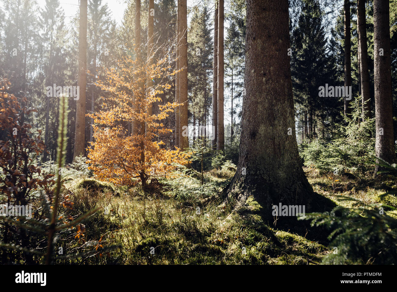 Dark trees in the autumnal forest with a lot of sunshine. Splash of ...