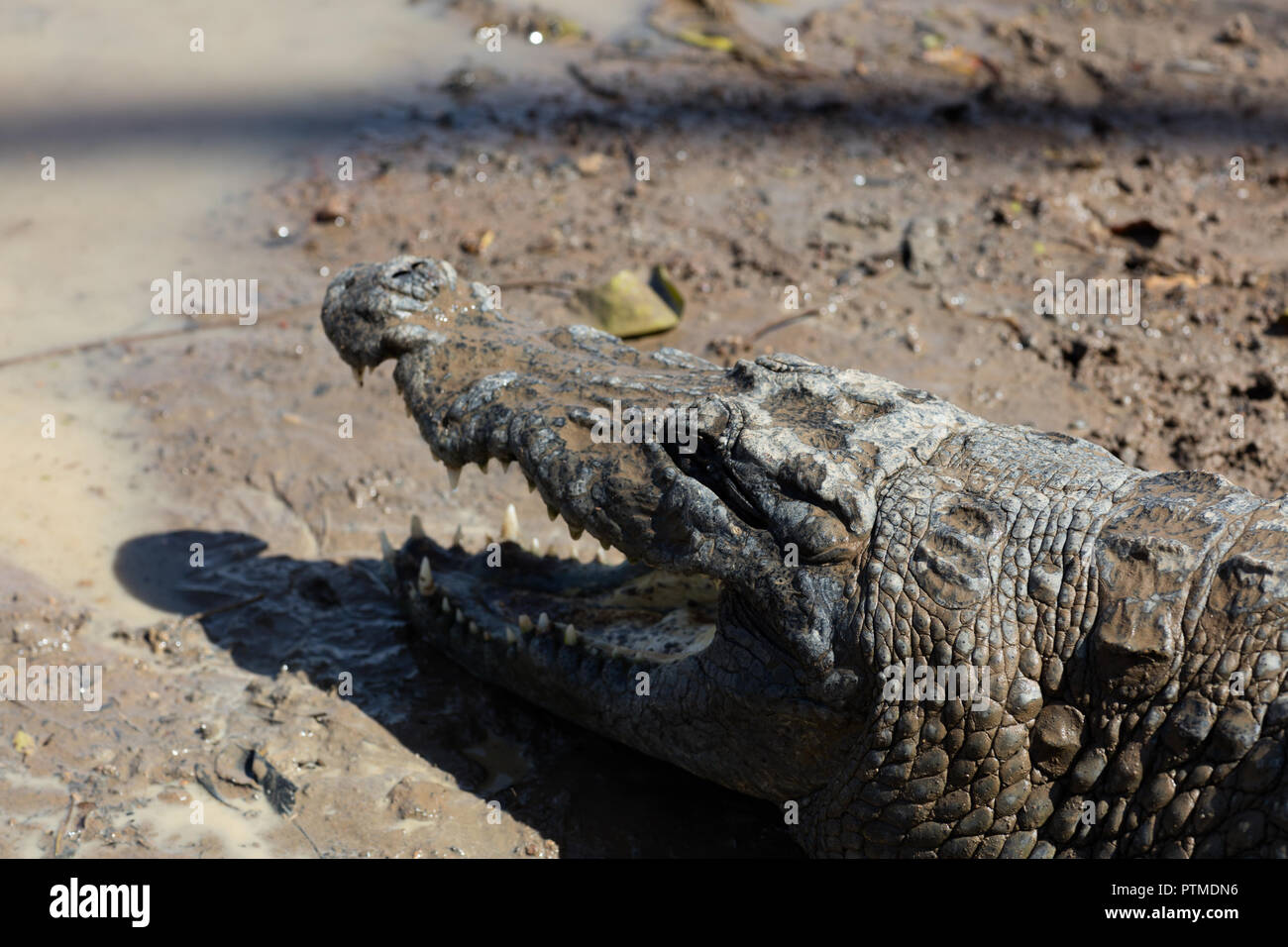 Sacred crocodile in Sabou, Burkina Faso, Africa Stock Photo - Alamy
