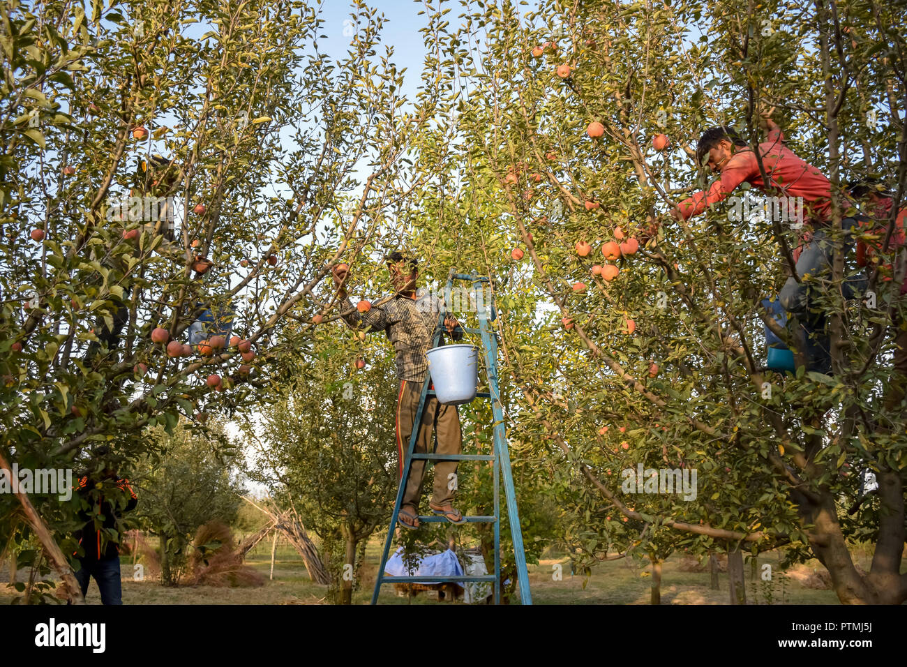 A man seen standing on a ladder picking apples from different trees in ...