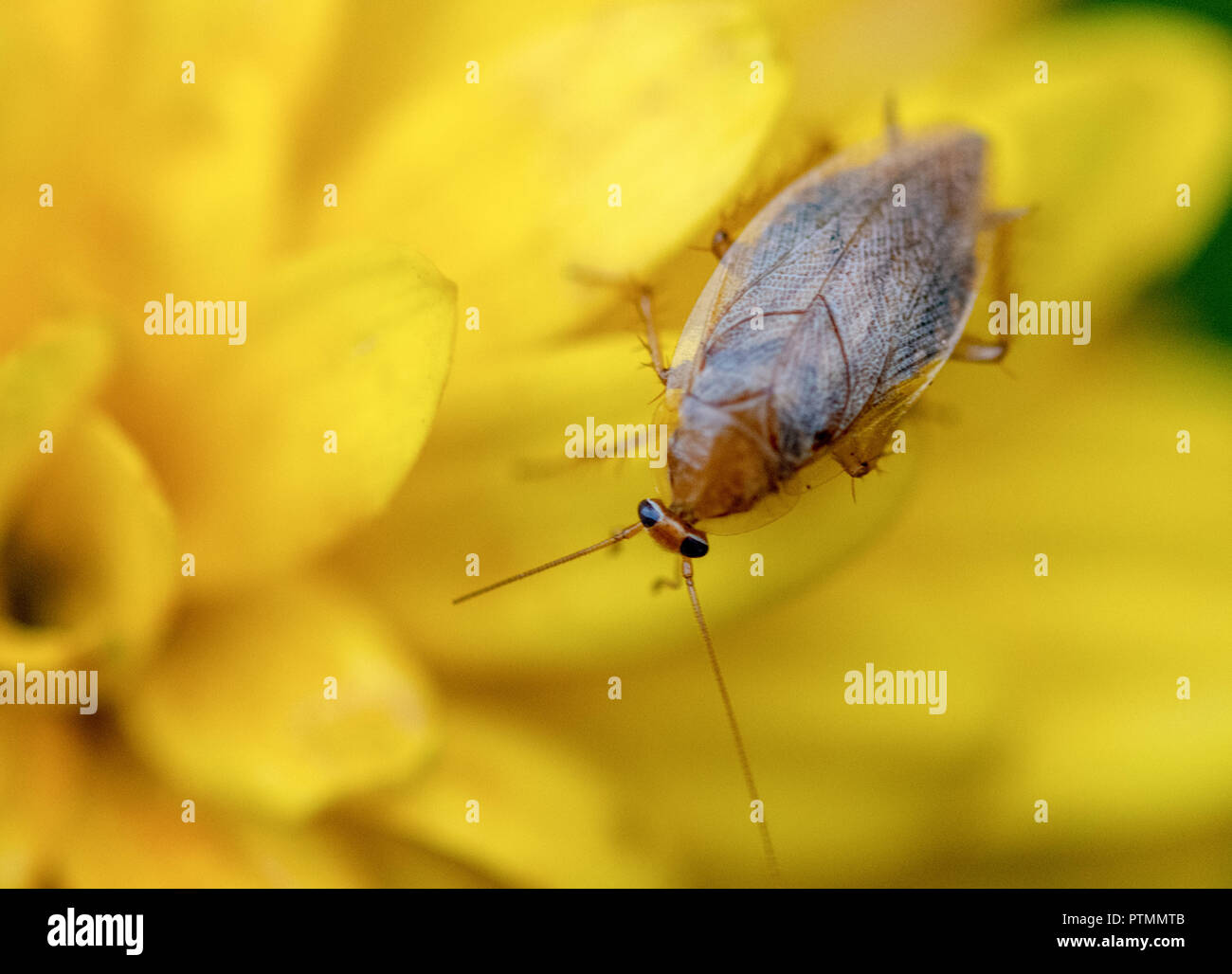 10 October 2018, Baden-Wuerttemberg, Freiburg: An amber cockroach ...