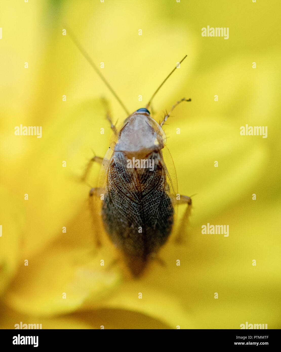 Ectobius vittiventris hi-res stock photography and images - Alamy