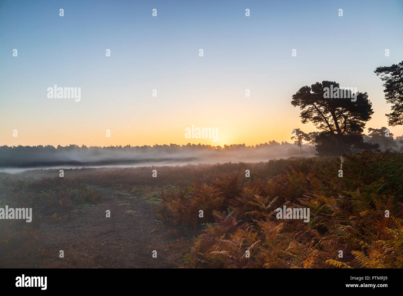 The Rising Sun Pierces Low-lying Mist on Hollesley Heath in Suffolk on ...