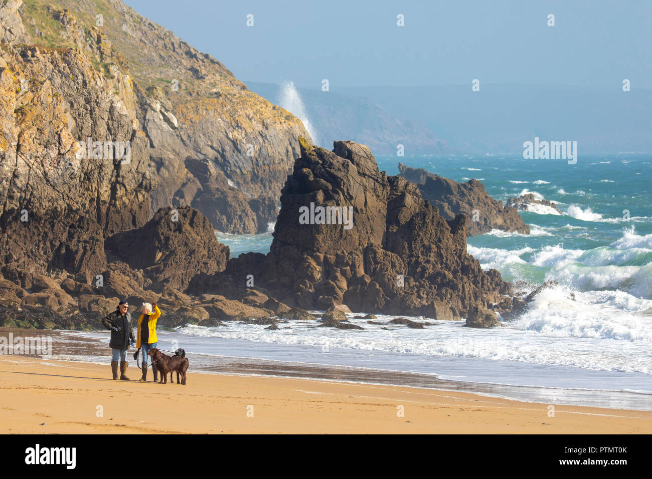 A couple walking their dogs together along the stunning Barrafundle Bay ...