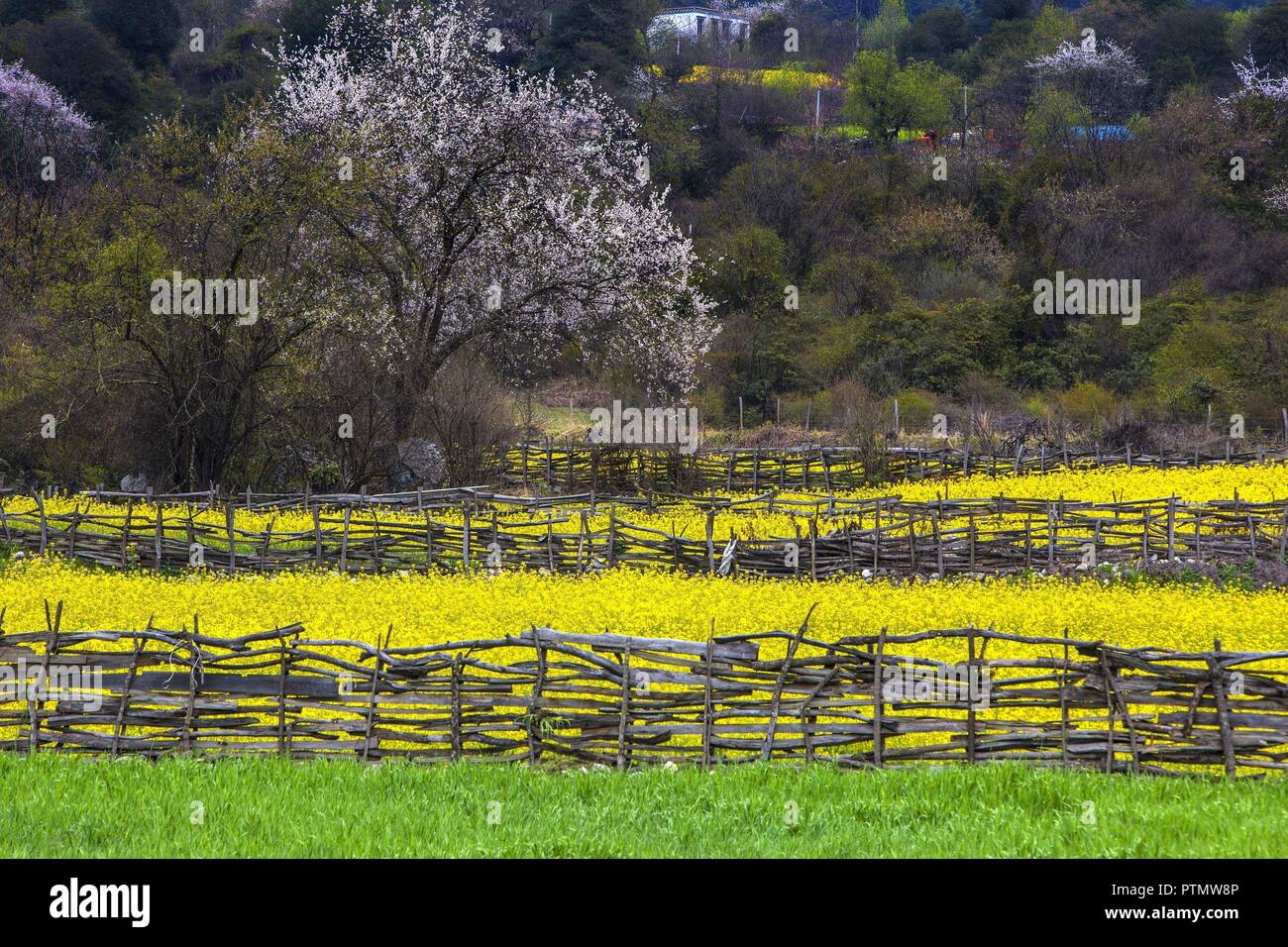 October 10, 2018 - Nyingchi, Nyingchi, China - Nyingchi,CHINA-Stunning ...