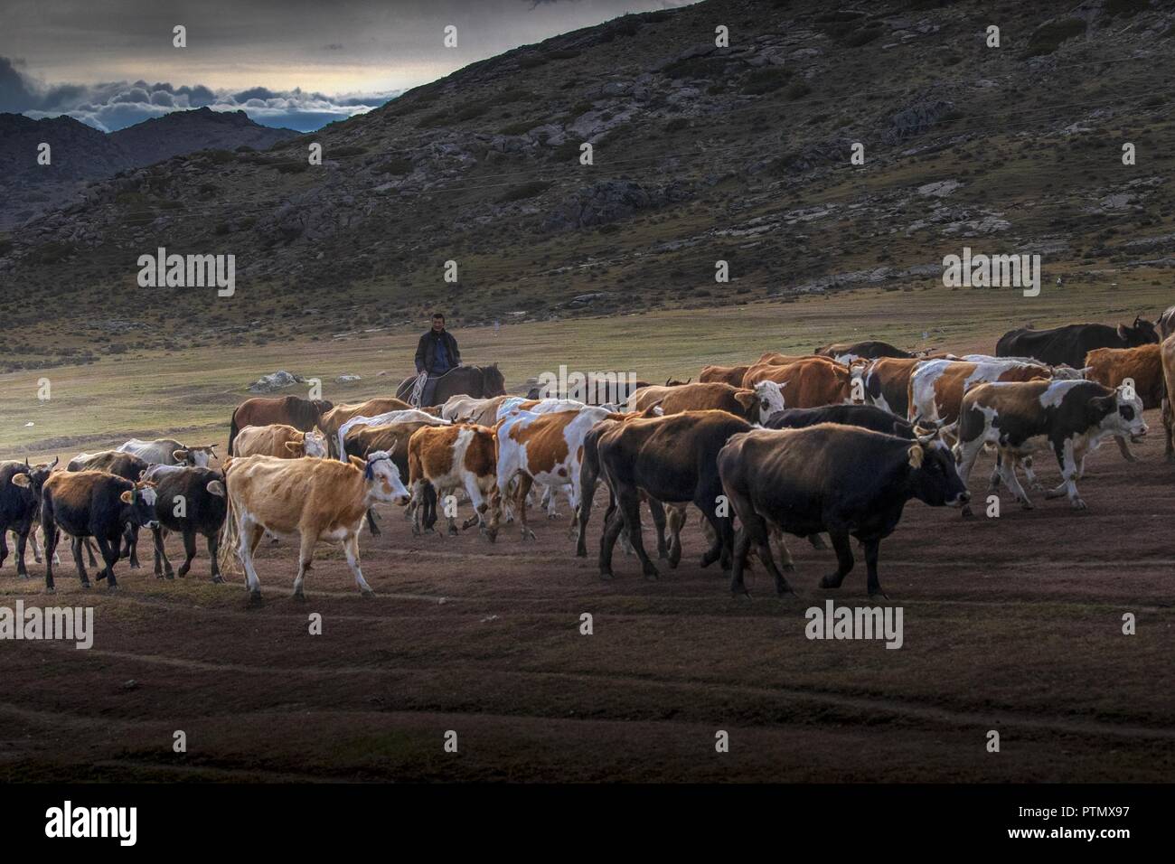 Aletai, Aletai, China. 10th Oct, 2018. Aletai, CHINA-Herdsmen pasture ...