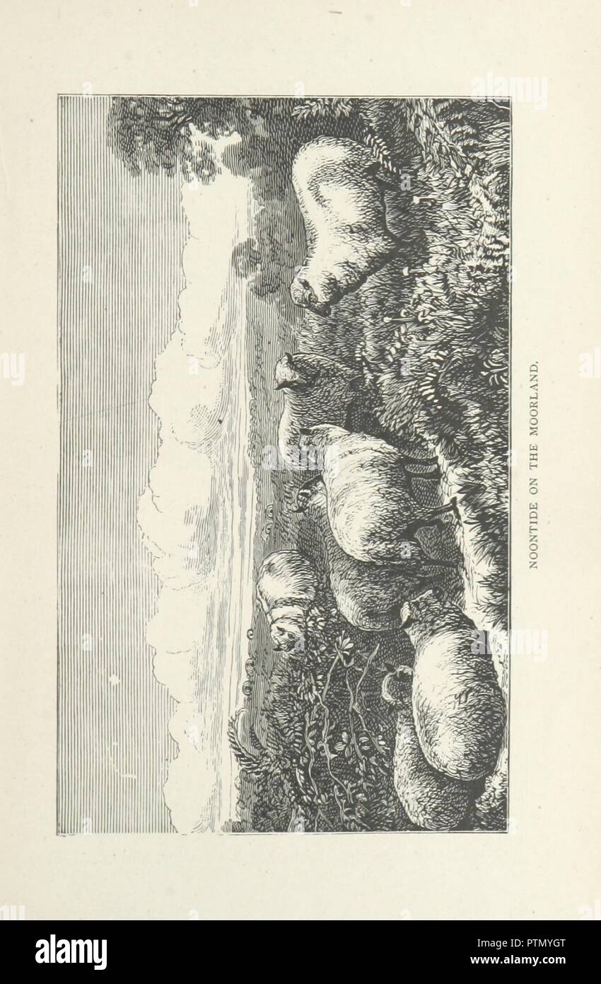 page 19 of 'Kenneth McAlpine a tale of mountain, moorland, and sea ...