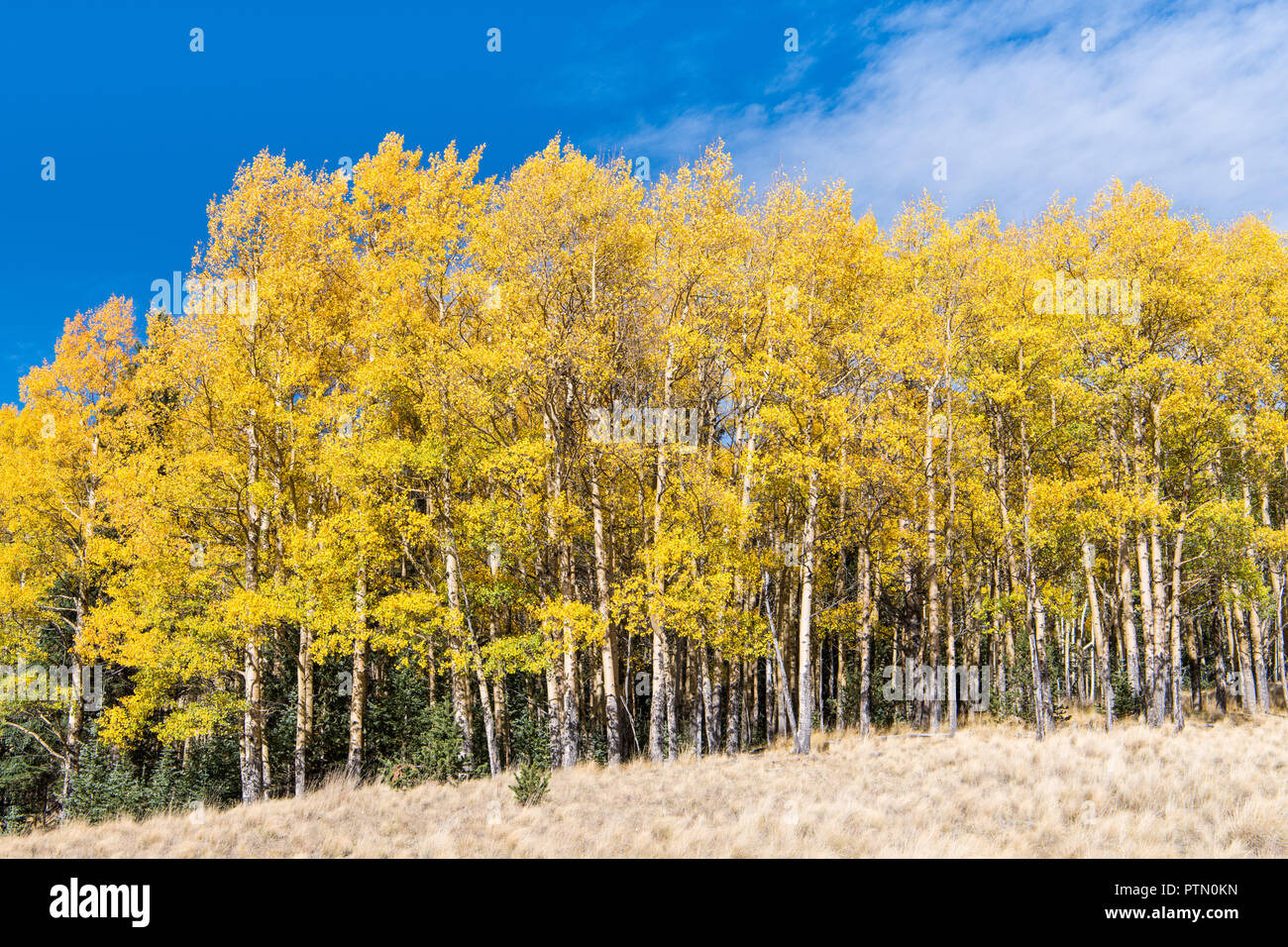 A stand of aspen trees in autumn colors of gold and yellow along the ...