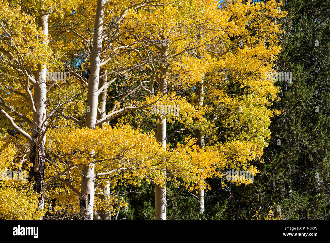 The white trunks and branches of aspen trees with yellow and gold ...