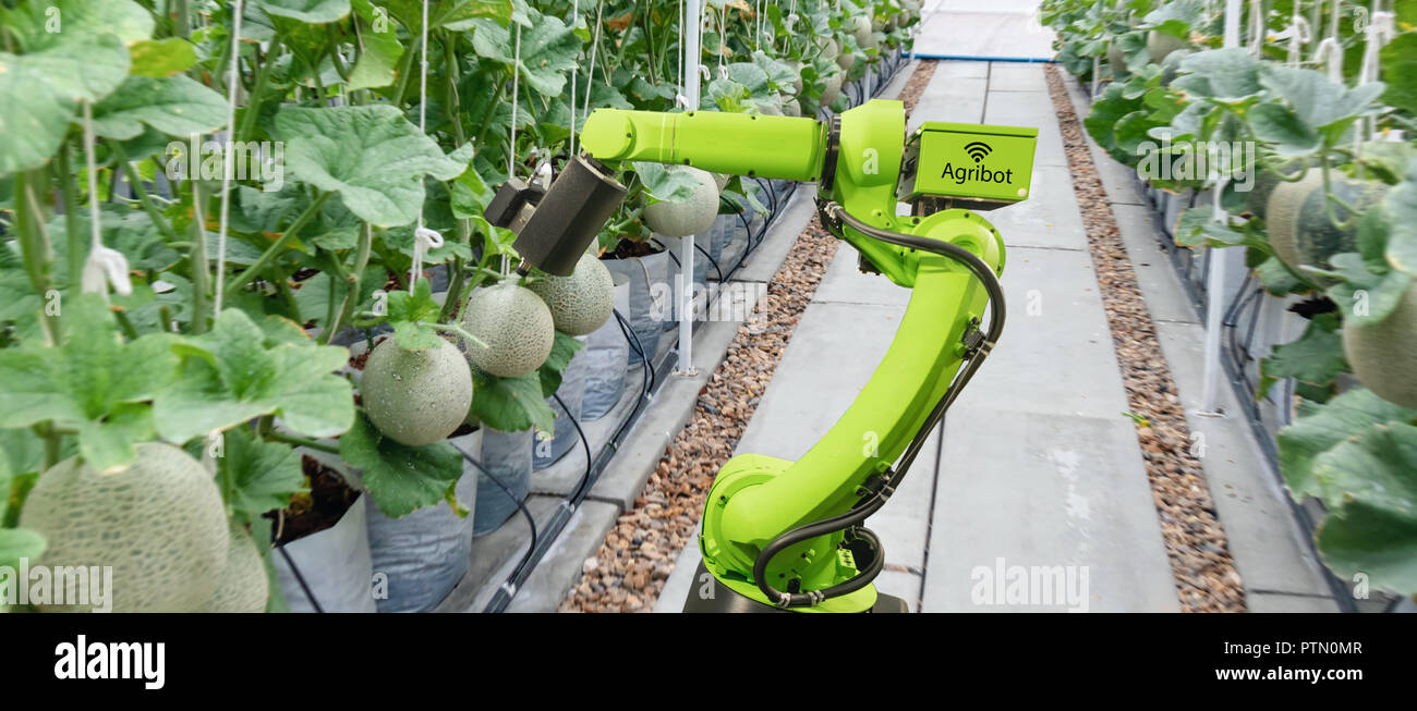 smart robotic in agriculture futuristic concept, robot farmers ...