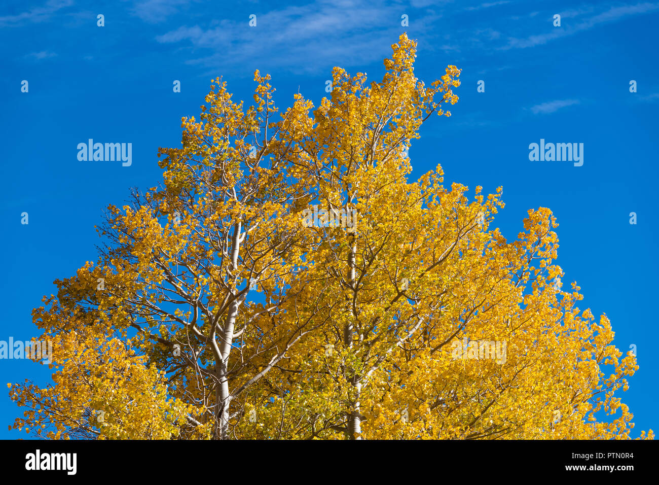Golden aspen hi-res stock photography and images - Alamy