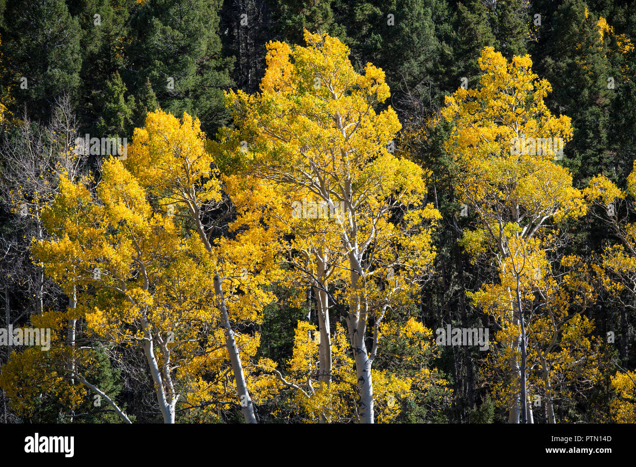 Autumn scene of aspen trees with brilliant yellow and golden foliage ...
