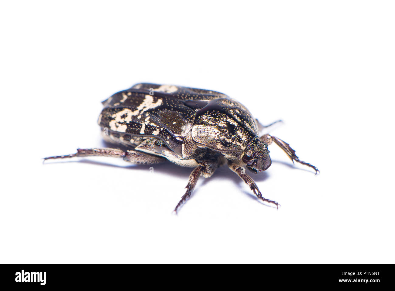 Mango flower beetle (Protaetia acuminata) isolated on white background ...